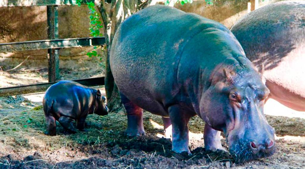 Notiprensa Digital¡Nació Manolo! El parque Zoológico y Botánico ...