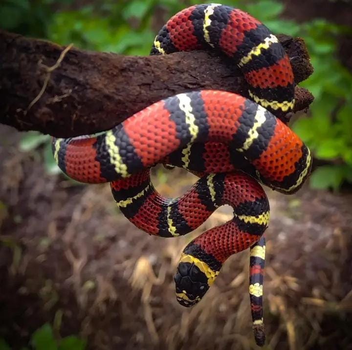 Notiprensa Digital¡Alerta! Hombre sufrió picadura de una serpiente ...